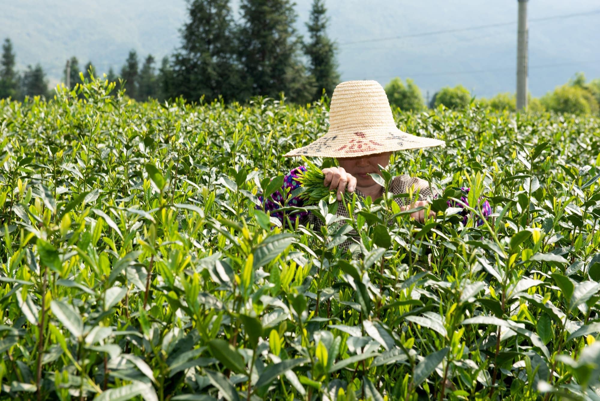 Unleash The Potential of Chinese Tea | Finlays