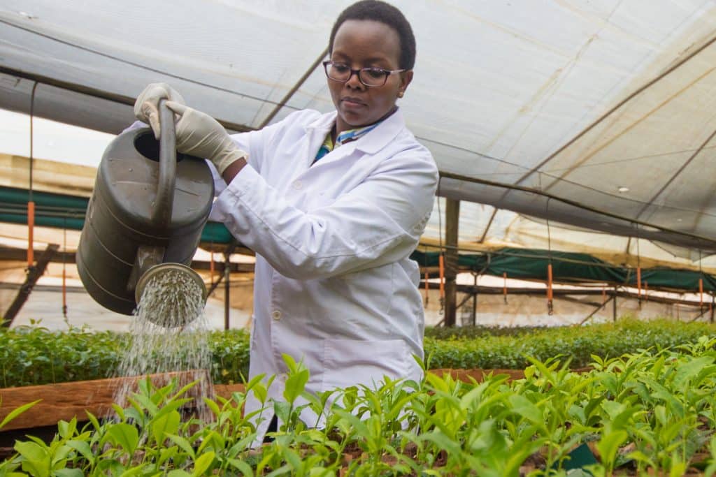 Meet the Expert: Regina Mutai Rono | Finlays