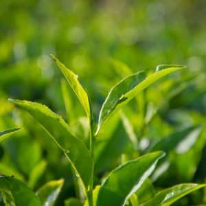 B2B Tea, Coffee & Botanical Supplier | Finlays