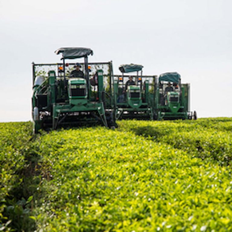 Finlays Argentina - Argentinian Tea Supplier | Finlays