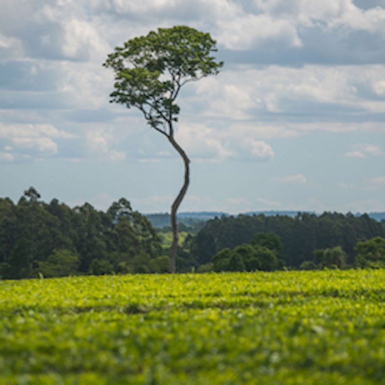 Finlays Argentina - Argentinian Tea Supplier | Finlays