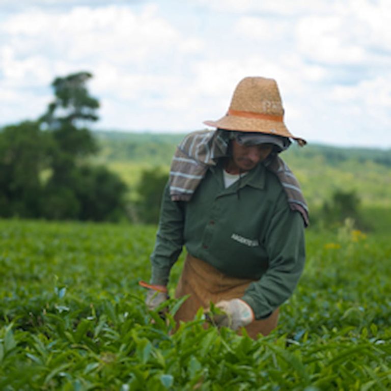 Finlays Argentina - Argentinian Tea Supplier | Finlays