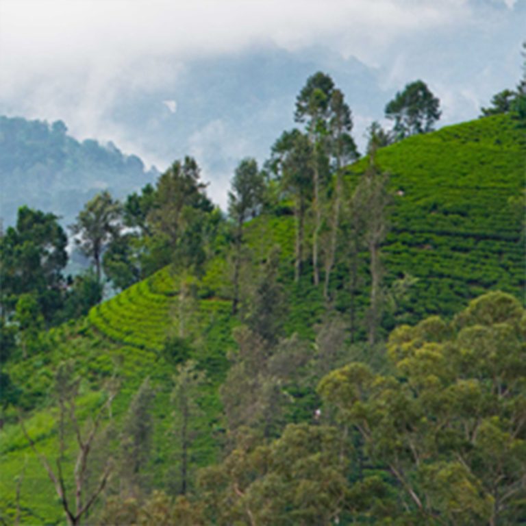 Finlays Colombo - Sri Lankan Tea Supplier | Finlays