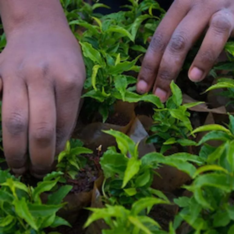 Finlays Middle East, Africa and CIS - Tea & Coffee Distributor | Finlays